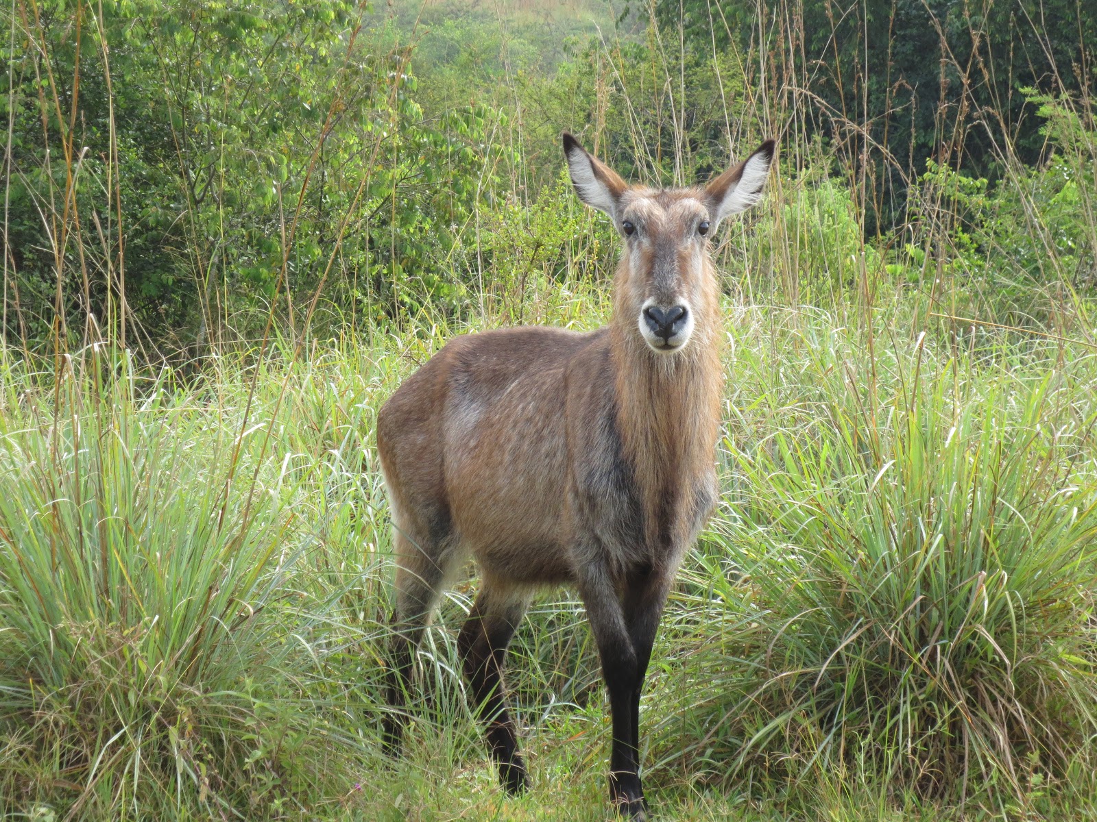 Carol's In Uganda: ROAD TRIP DAY TWO: Lake Nabugabo to Jacana Safari ...