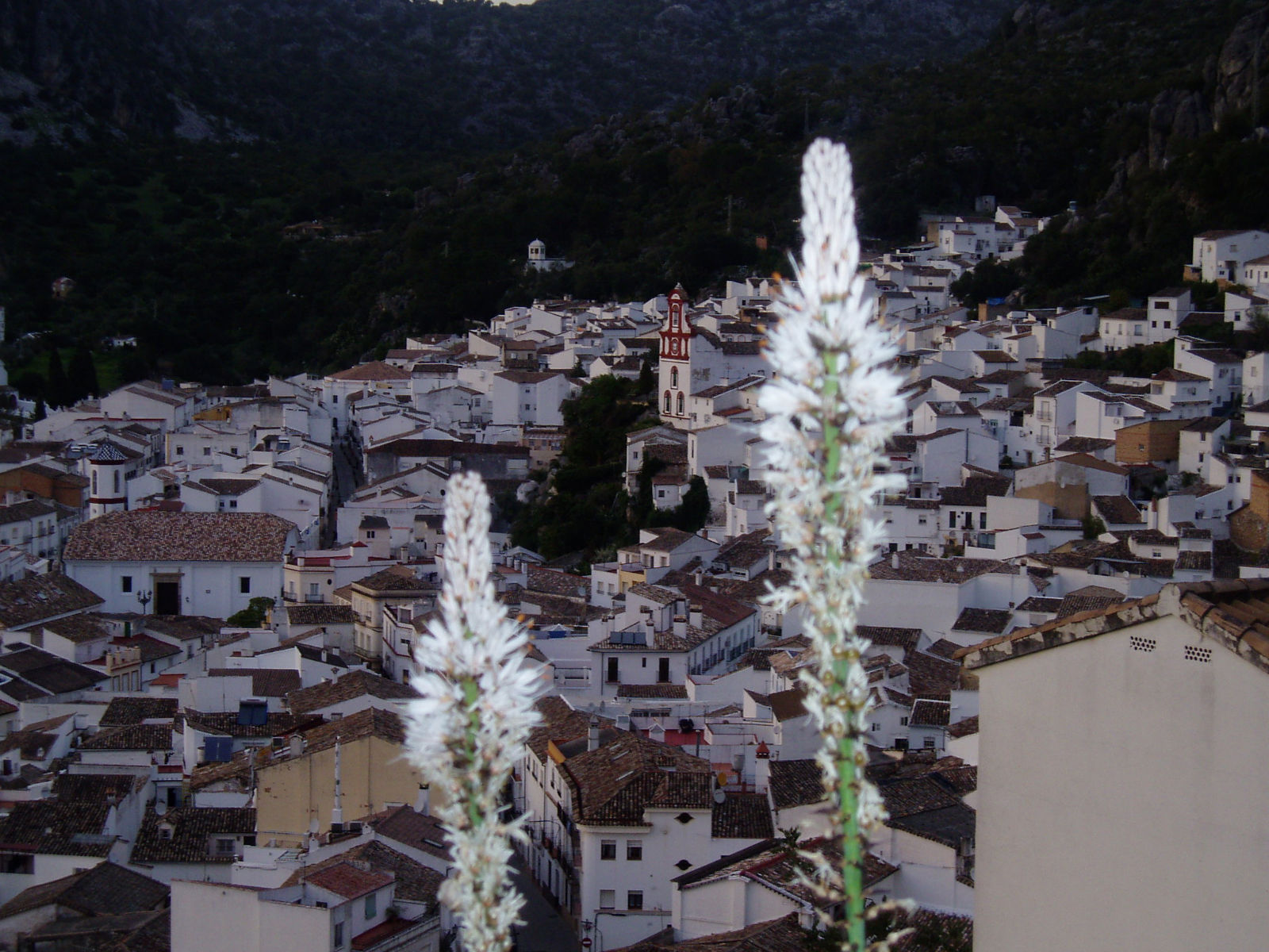 Ubrique natural: Gamones en Ubrique