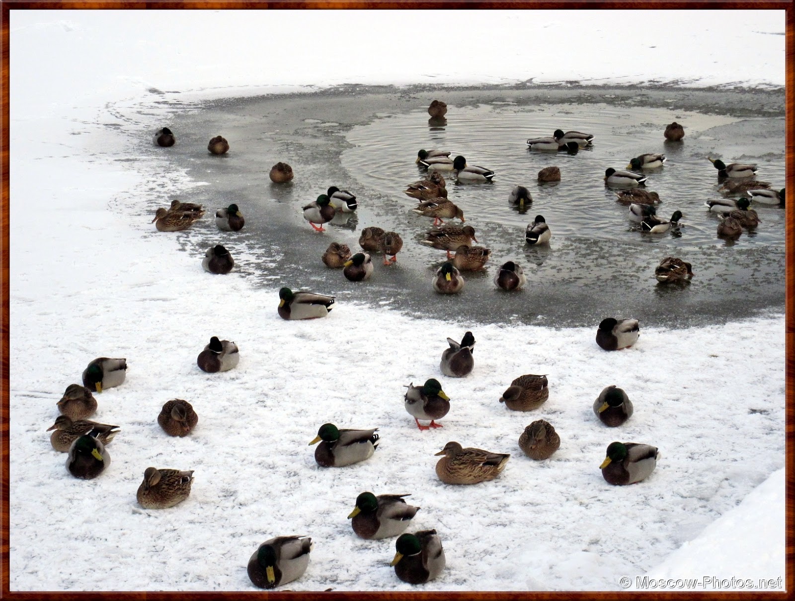 Moscow Winter (5) | Moscow Photos, Pictures of Moscow...