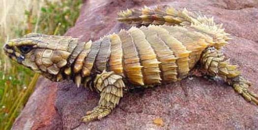 MV top 10: 10 Coolest Spiny Animals In The World | Top 10 Coolest Spiny ...