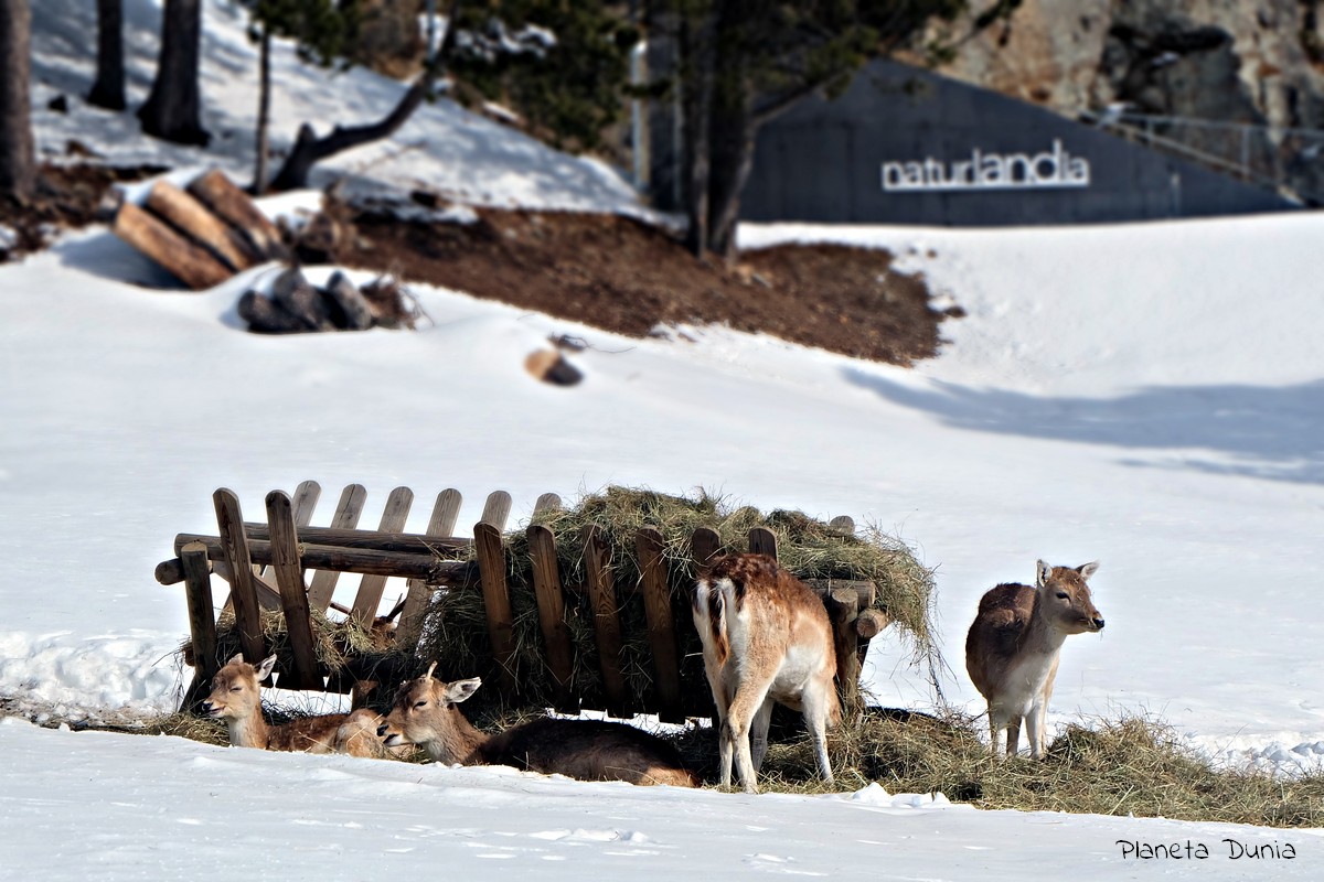 Planeta Dunia: 8 actividades de invierno que puedes hacer en Andorra