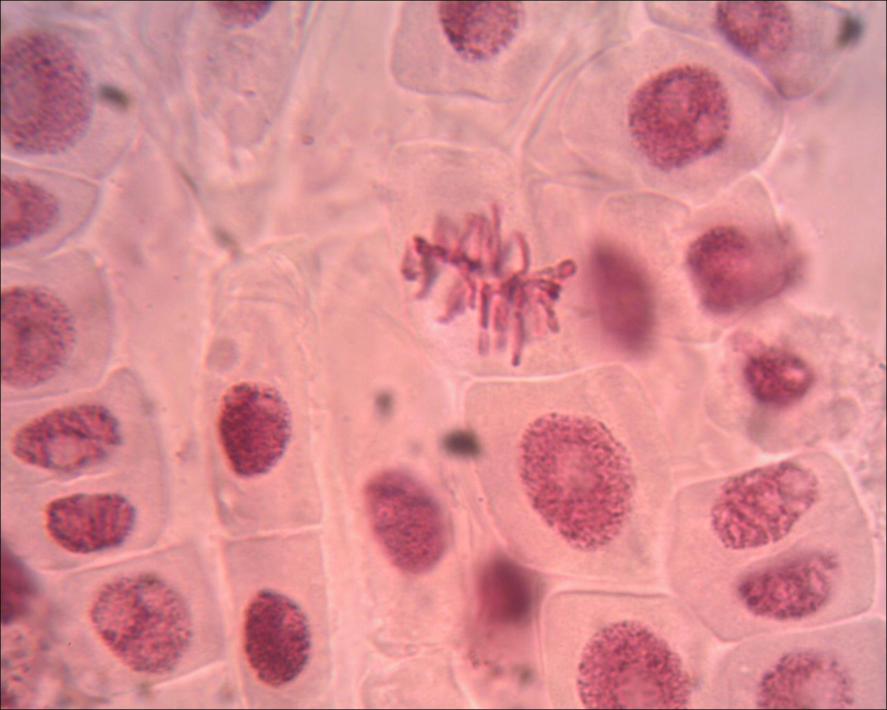 Biologia Grandas: Experimento: Mitosis de cebolla