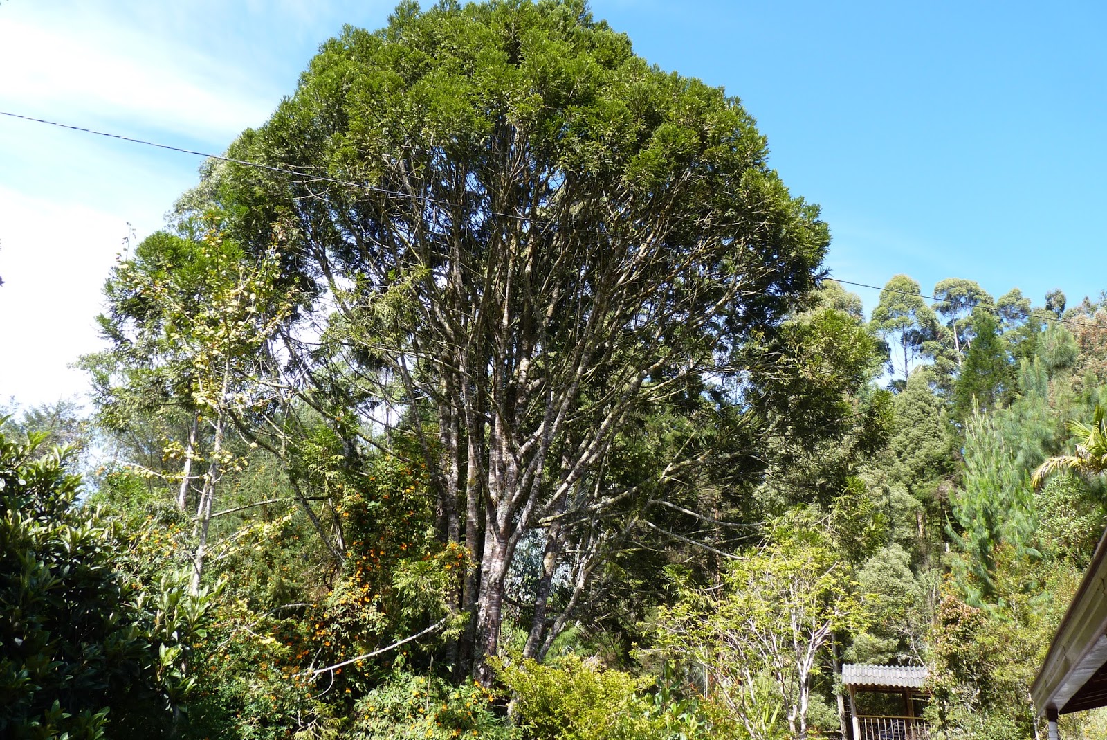 ARBORETUM: ÁRBOLES FANTÁSTICOS, el pino colombiano