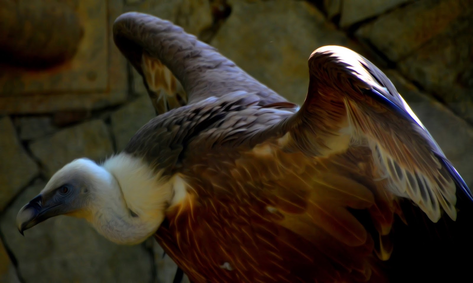 ps-pictureshop: Gänsegeier, Griffon aasvoël, Shkaba Griffon, Griffon ...