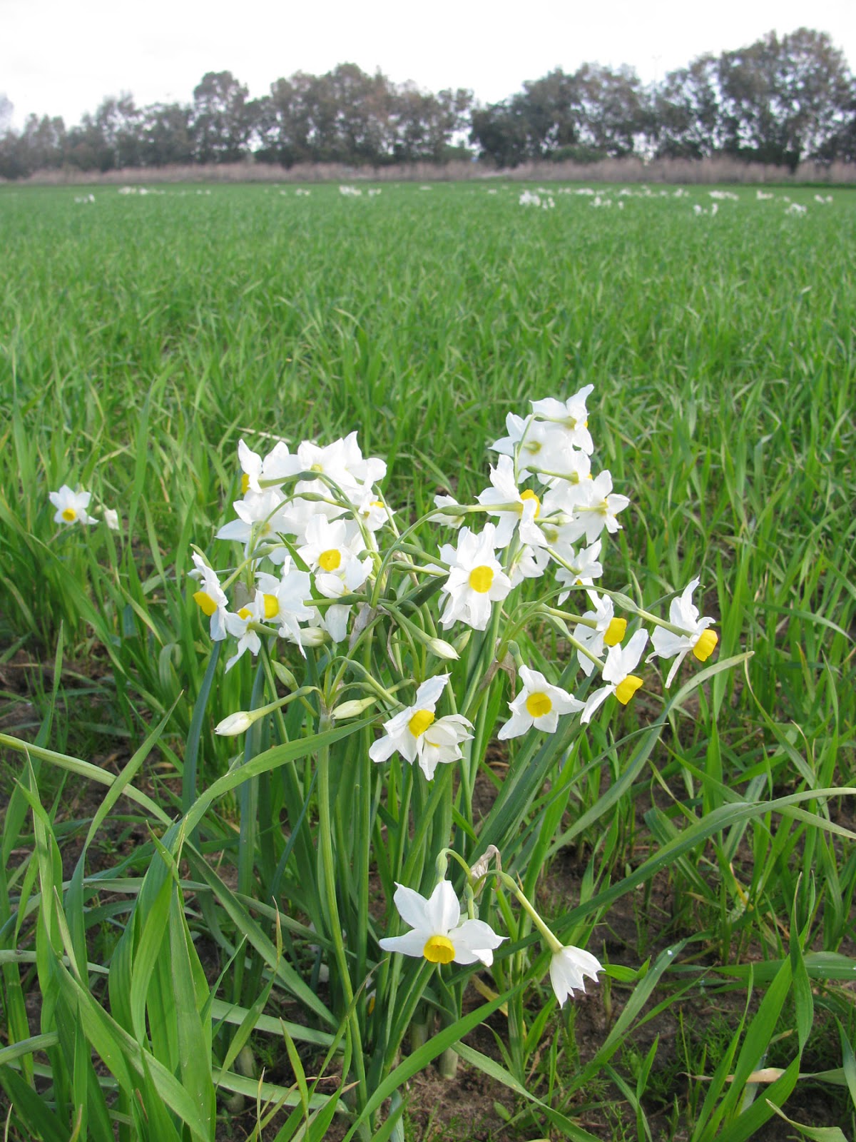 Handmade in Israel: The Field of Narcissus Flowers
