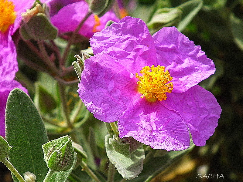 Un jour....Une photo !: Fleurs de garrigue