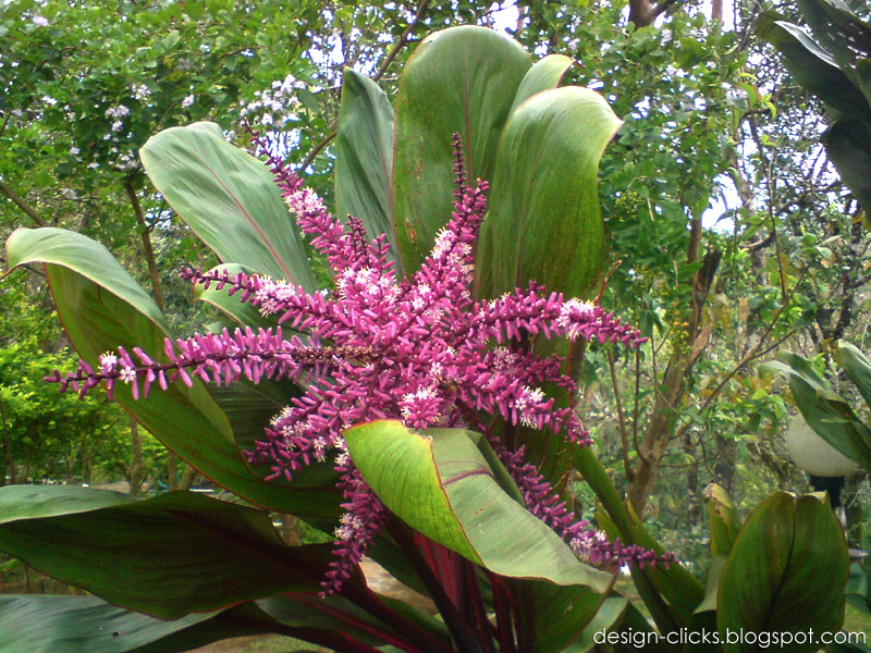 A day at Green Berg resort, Kulamavu, Idukki | Shai blogs!