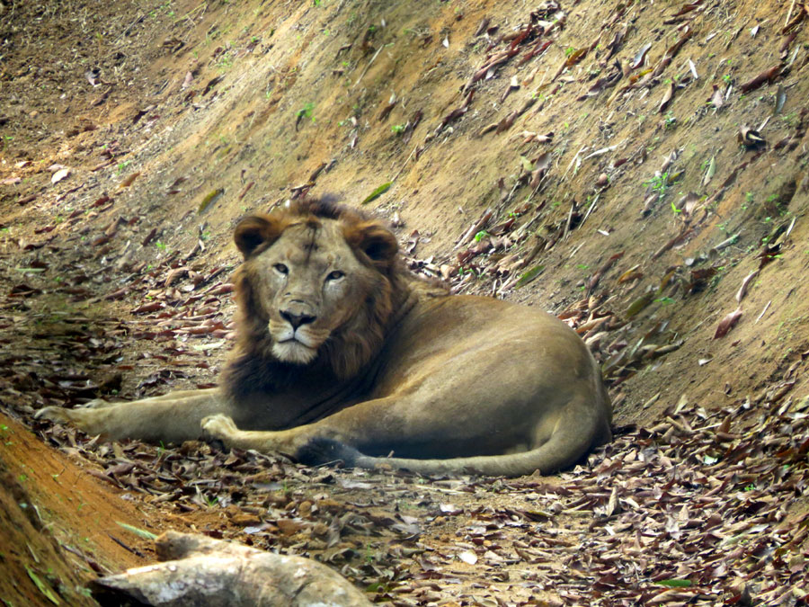 Just About Everything: Tripura; Sepahijala Wildlife Santuary, Boxanagar ...