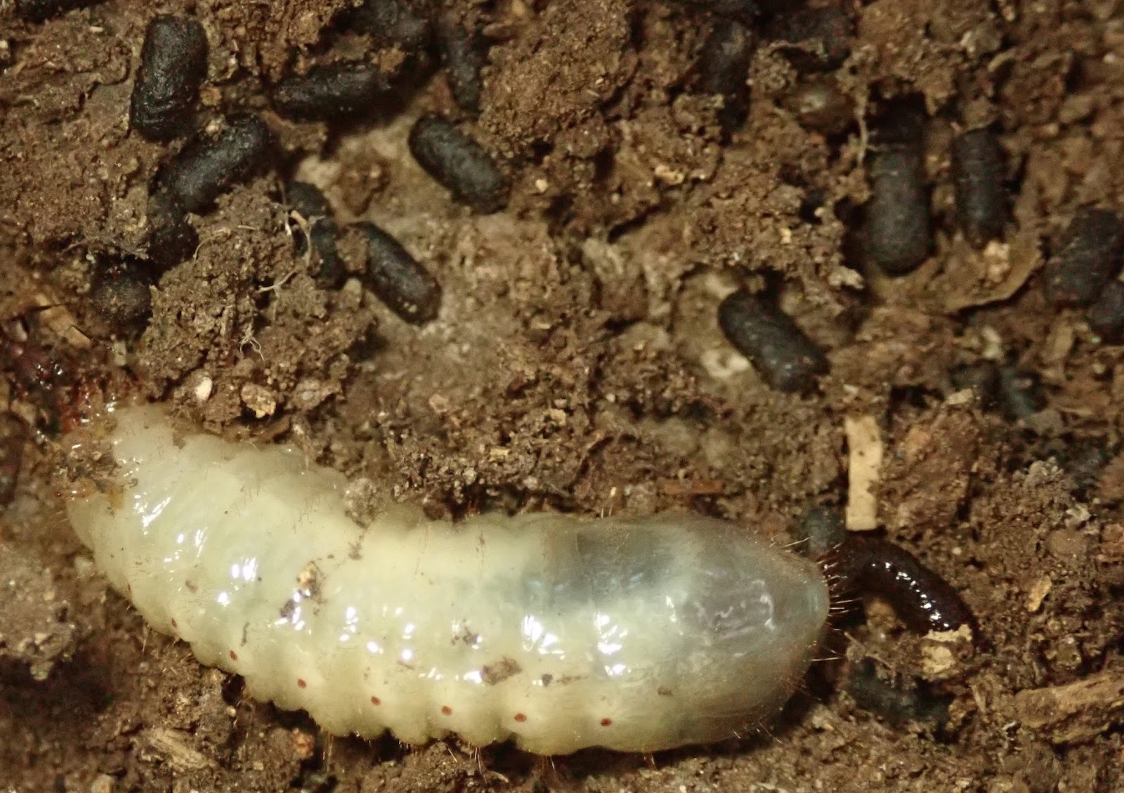 Springfield Plateau: Mite-y Bess Beetles