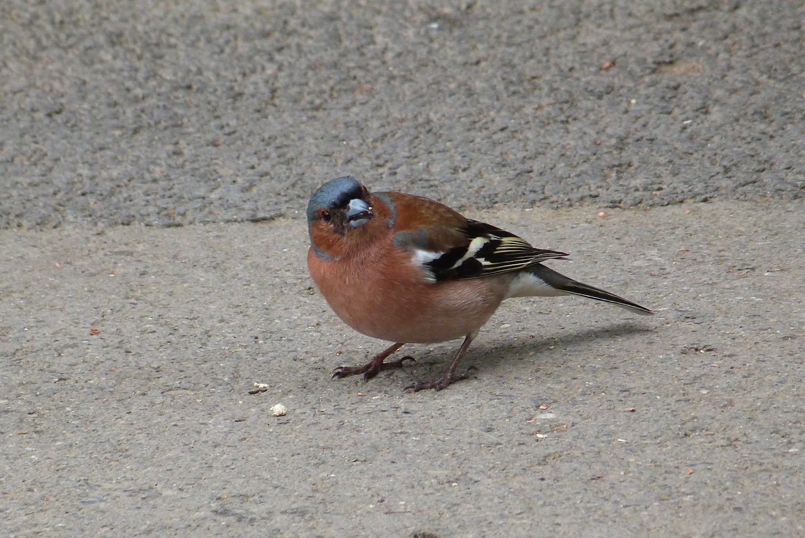 Frumusetile naturii: Cinteza (Fringilla coelebs)