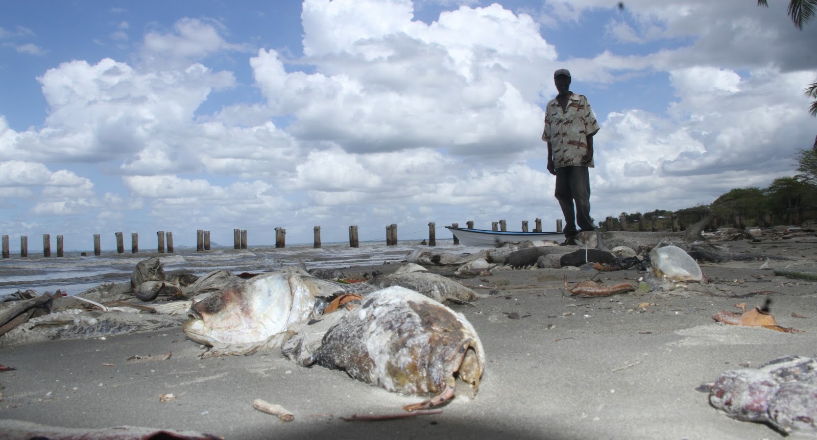 The Big Wobble : Corexit to blame for the death of thousands of fish on ...