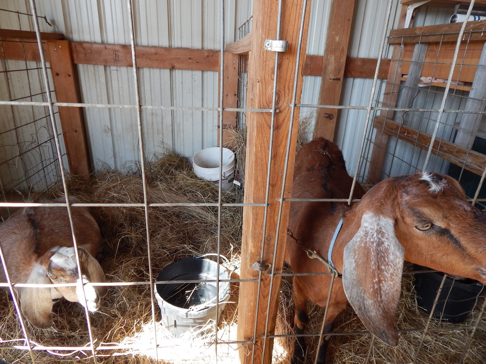 Thoughts from Frank and Fern: Copper's Babies & Other Goat Lore