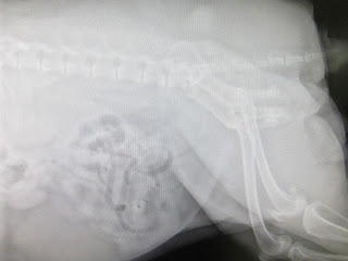 VETERINARY ASSOCIATES OF CAPE COD: Bladder Stone Removal Via Cystoscopy