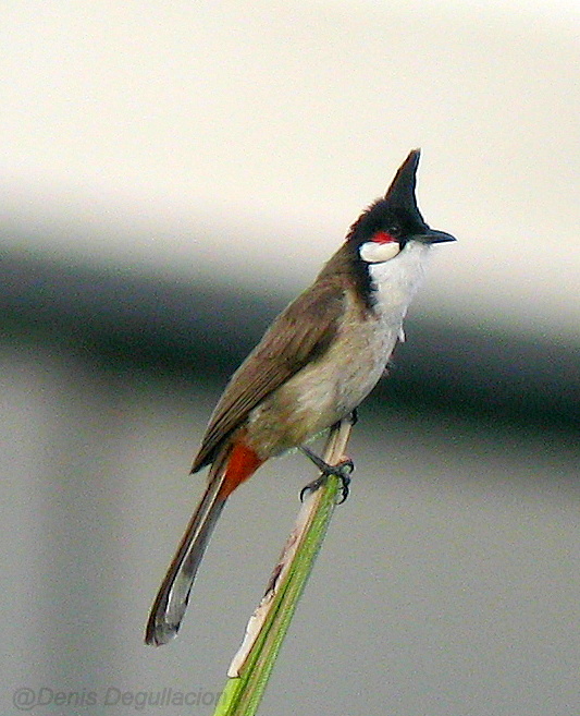 Denis Degullacion | Birding | Digiscoping | Photography |: Red ...