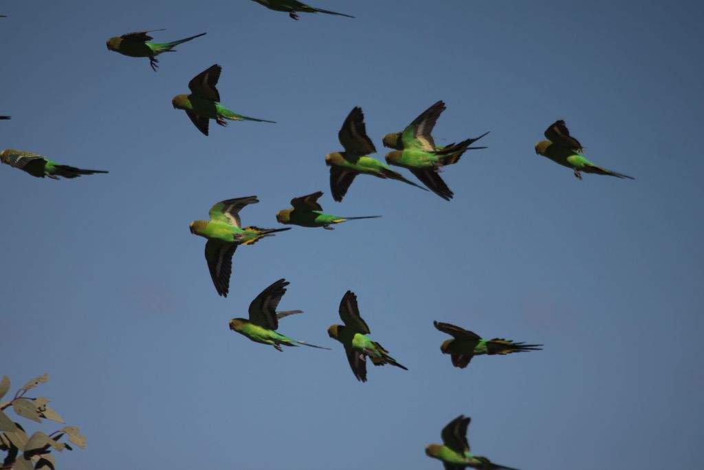 Richard Waring's Birds of Australia: Budgerigars at Arlparra
