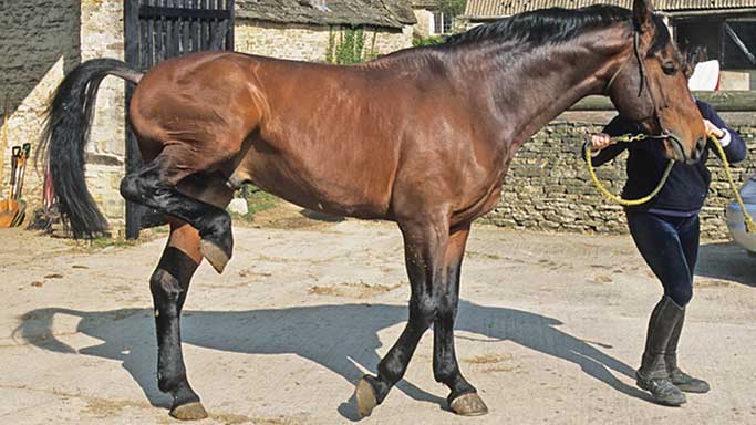 Horse stringhalt treatment