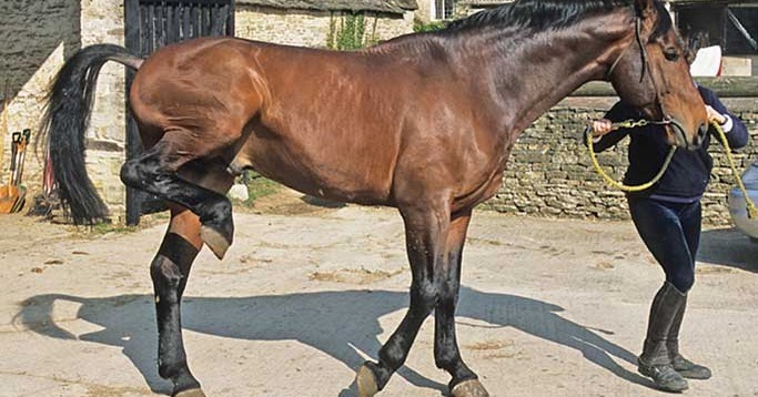 Horse stringhalt treatment