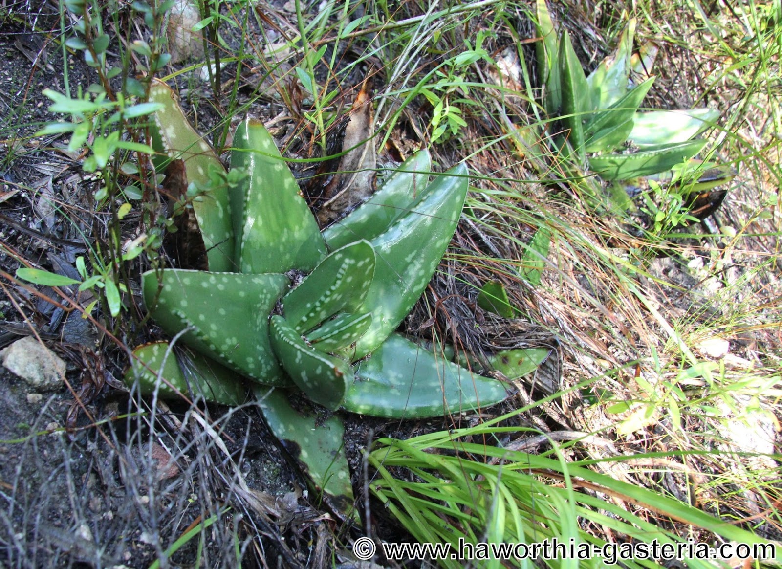 All you wanted to know about Haworthias, Gasterias and Astrolobas ...