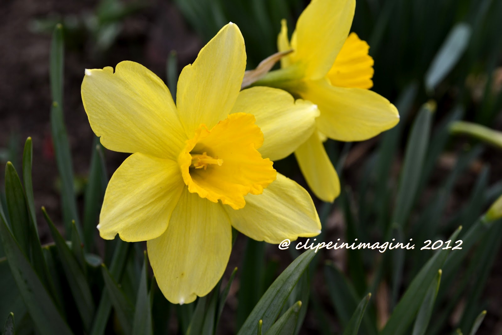 CLIPE IN IMAGINI: Narcise galbene cu gornita