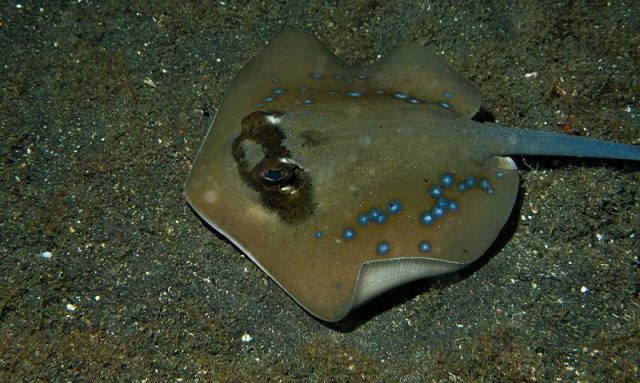 Fantastic Sea: 36 Gambar Ikan Pari Lengkap Dengan Nama Ilmiah Dan ...