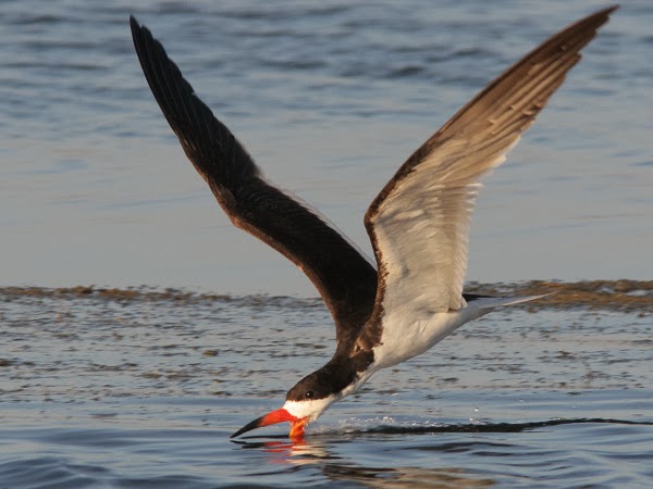 Picotijera americano o rayador (Rynchops niger)