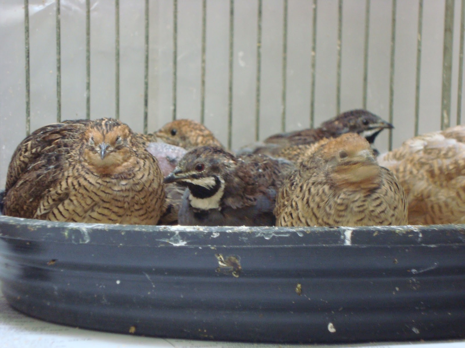 codorna chinesa: Codorna Chinesa Blue Face , Cinnamon (Canela) , Silver ...