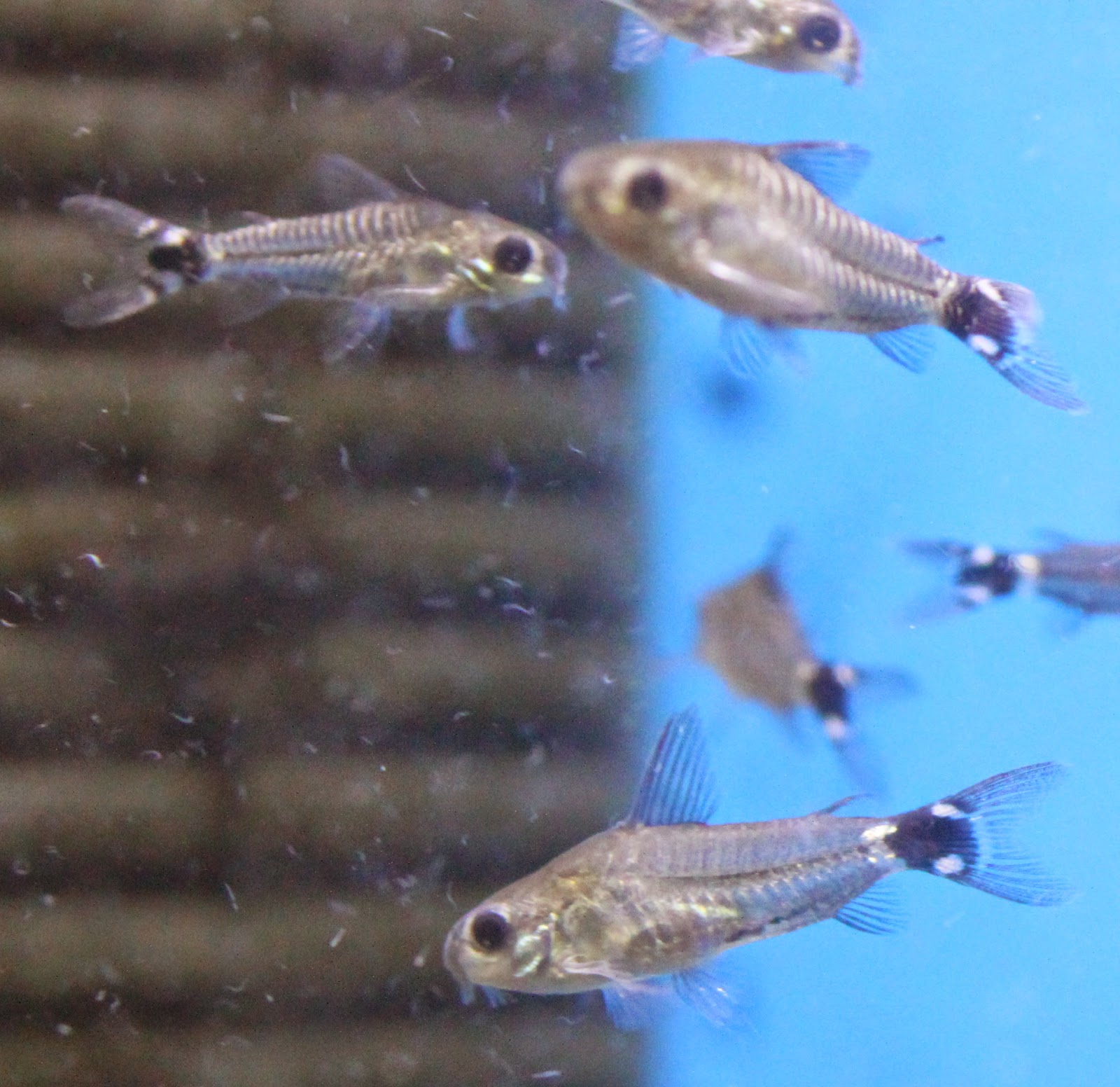 Choose The Right Aquarium Fish Food: Live infusoria, Grindal ...