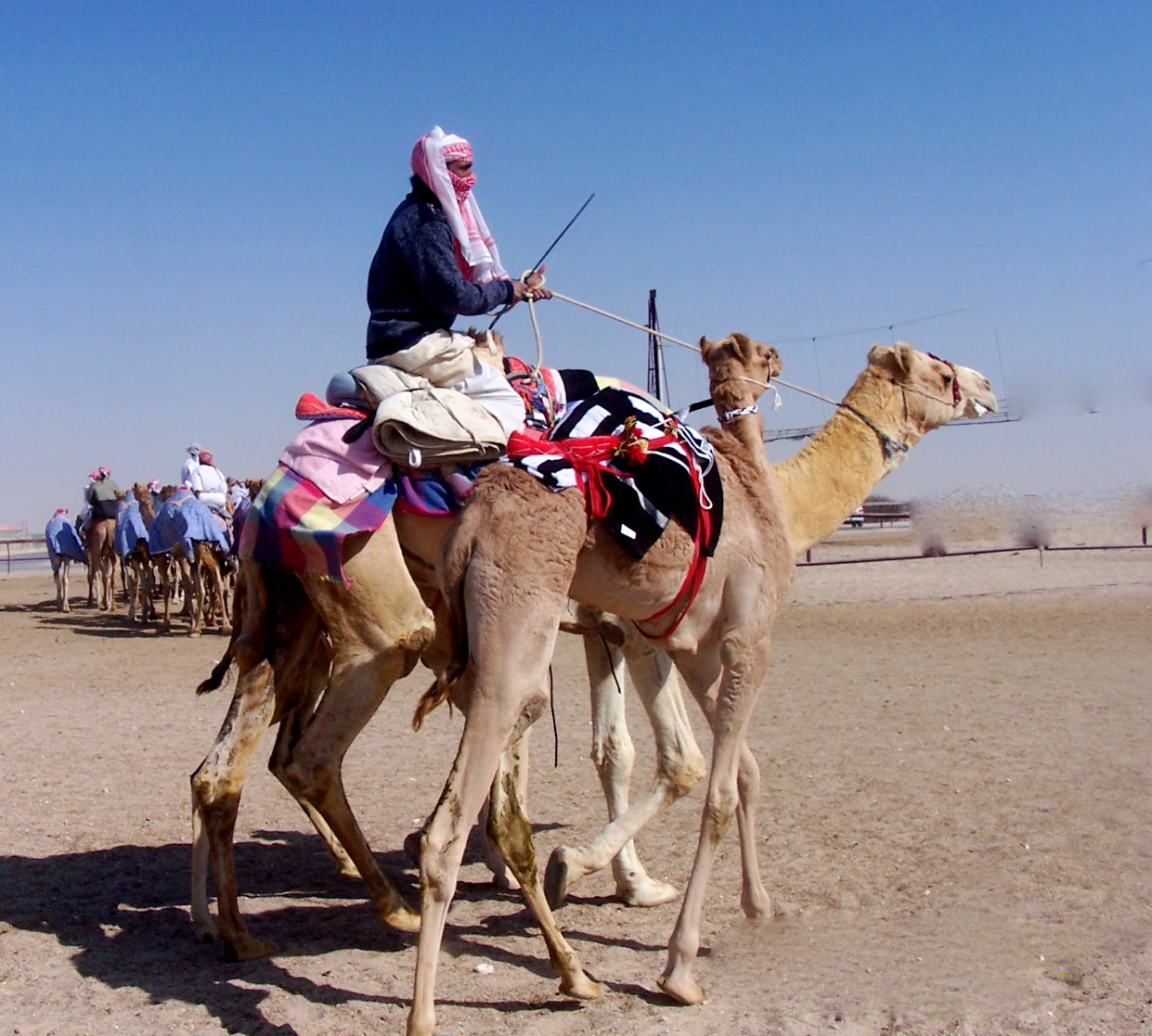 Doha Days: CAMEL RACING IN ABU DHABI