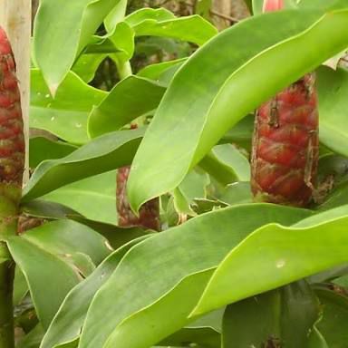 FOLHA DA VIDA E DA MORTE.