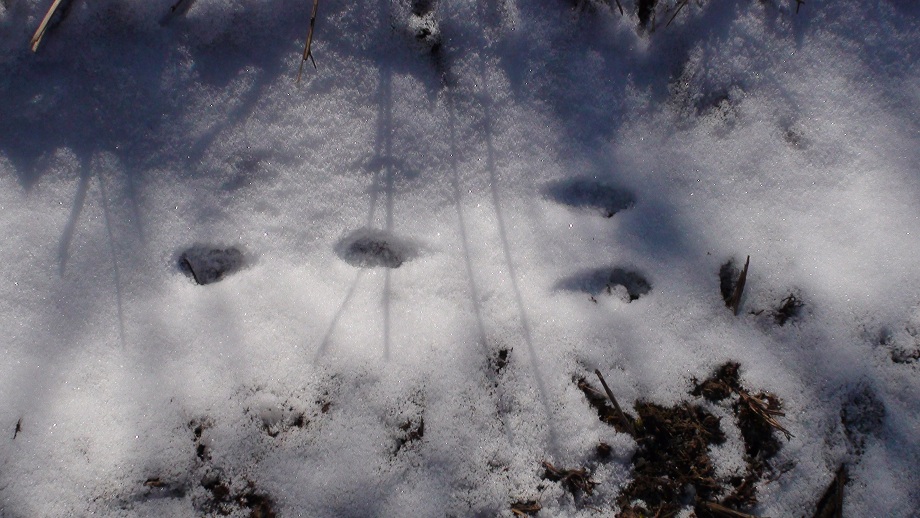 Tales From The Wilds: Tell Tale Tracks