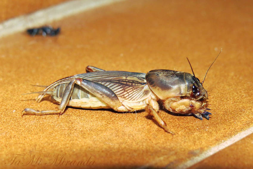 Insetologia - Identificação de insetos: Paquinha Neoscapteriscus em São ...