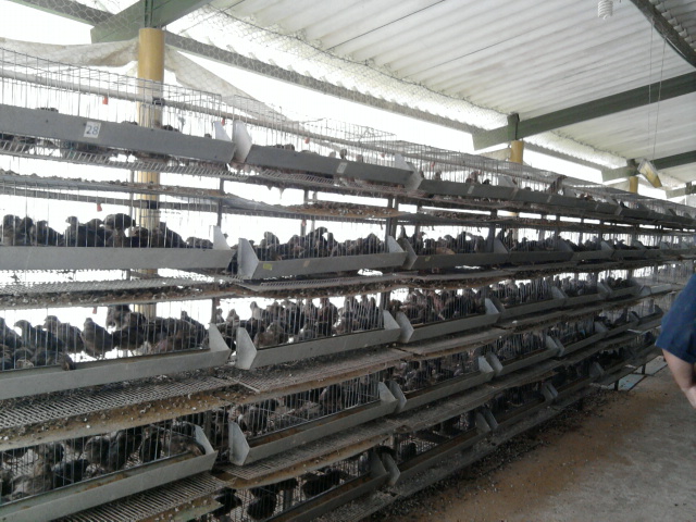 salmonelosis: Informe Granja La Pequeña Codorniz