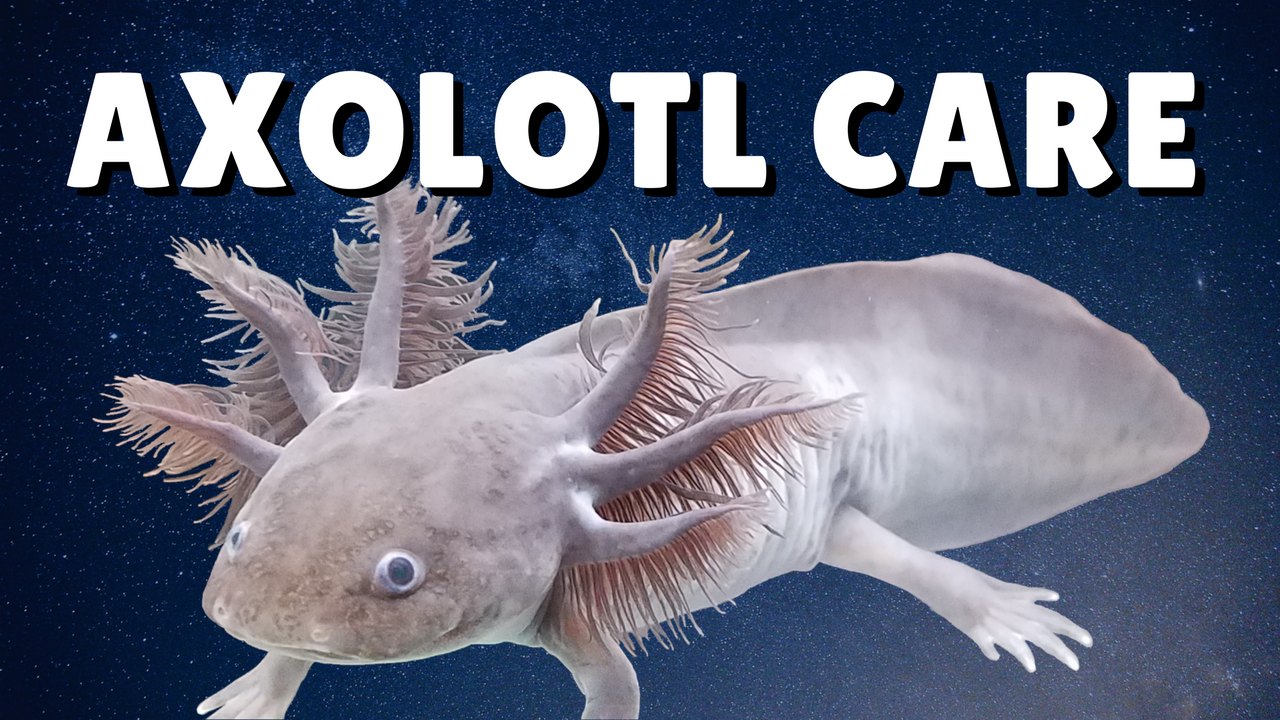 A GAMER'S WIFE: Axolotl Care Sheet: Housing, Feeding, and Tank Mates!