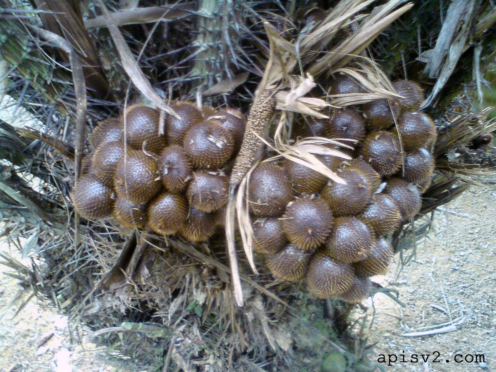 Pokok Salak Buah Salak | Blog Apis