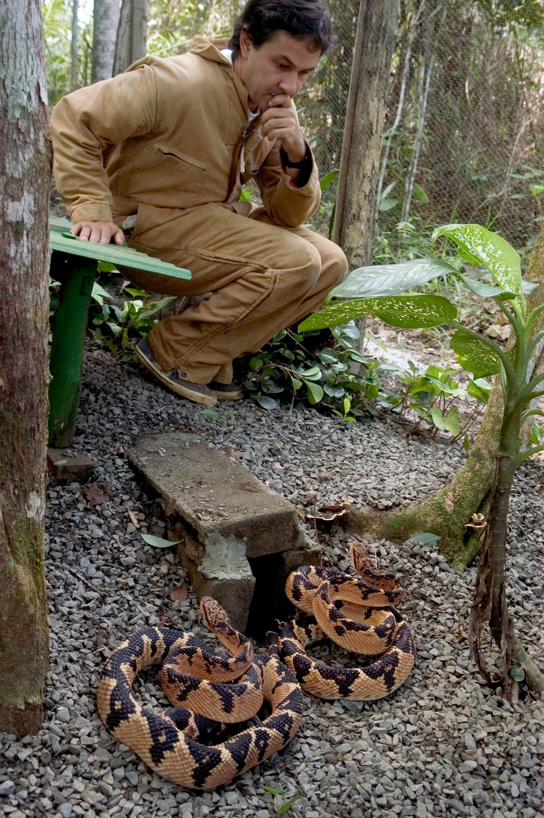 Núcleo Serra Grande: Bushmaster, Mapepire Zannana, Abaacua, A'tami ...