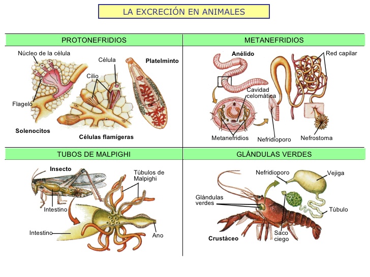 CTA 5: FUNCIÓN DE EXCRECIÓN