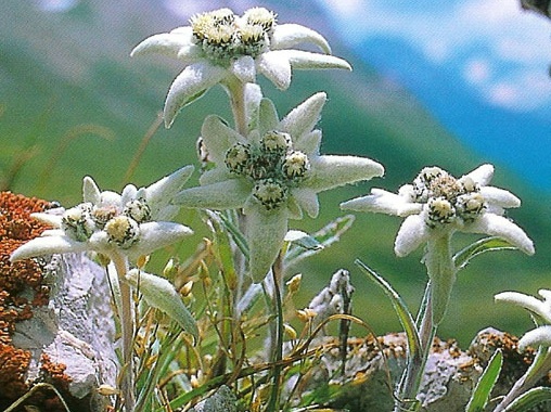 Laudun Cosmetics: Edelweiss Extract: Anti-aging Beauty Mystique from ...