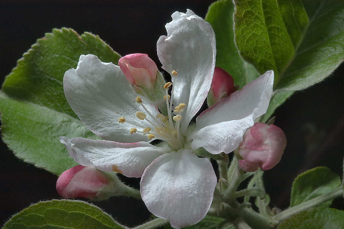 (PDF) Care sunt avantajele plantării de toamnă a pomilor fructiferi ...