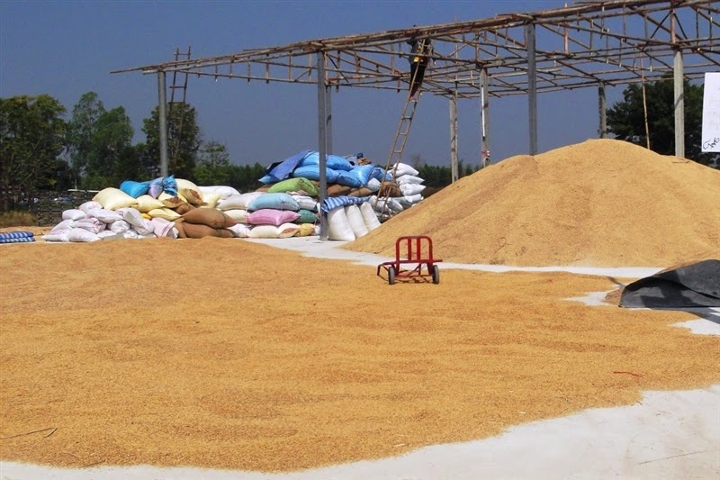 Joy in Thailand: A novembre la raccolta del riso in Thailandia