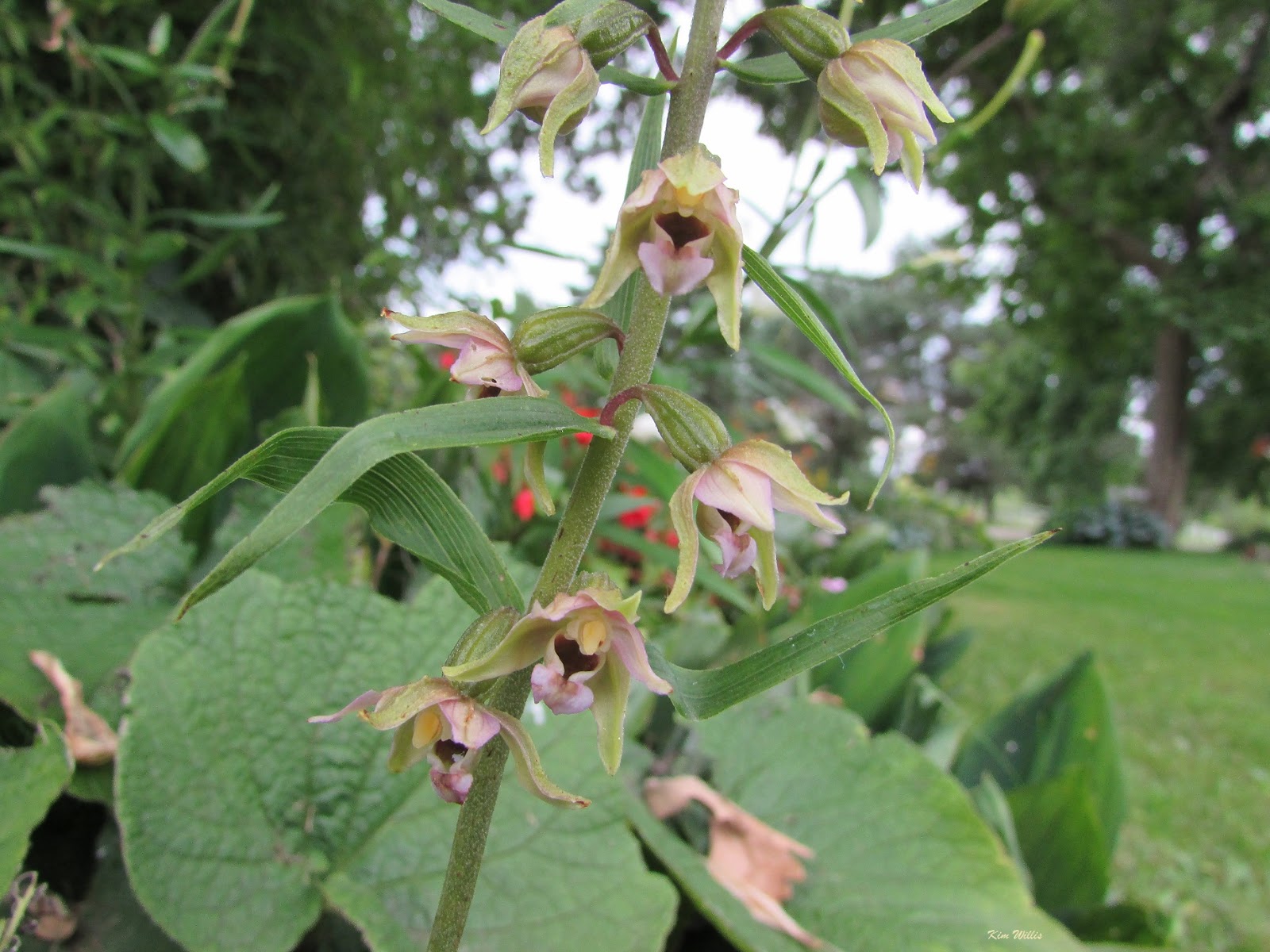 Gardening Granny's Gardening Pages: Epipactis helleborine weed orchid