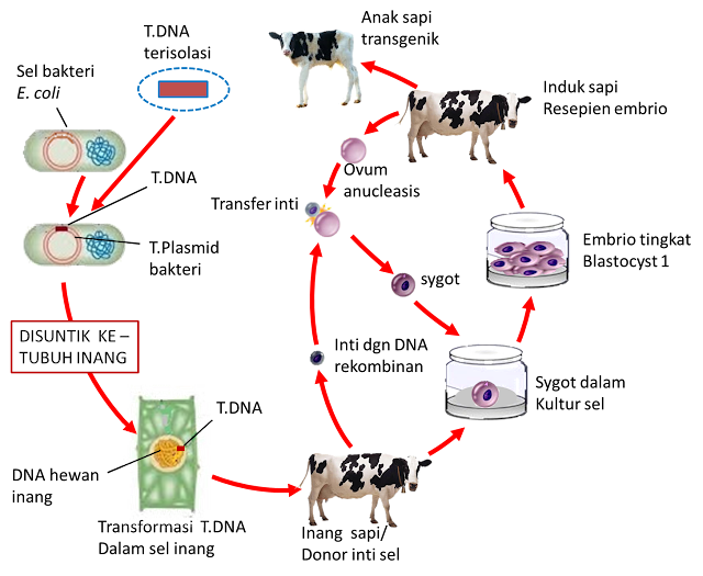 TEKNOLOGI PERKEMBANGBIAKAN HEWAN