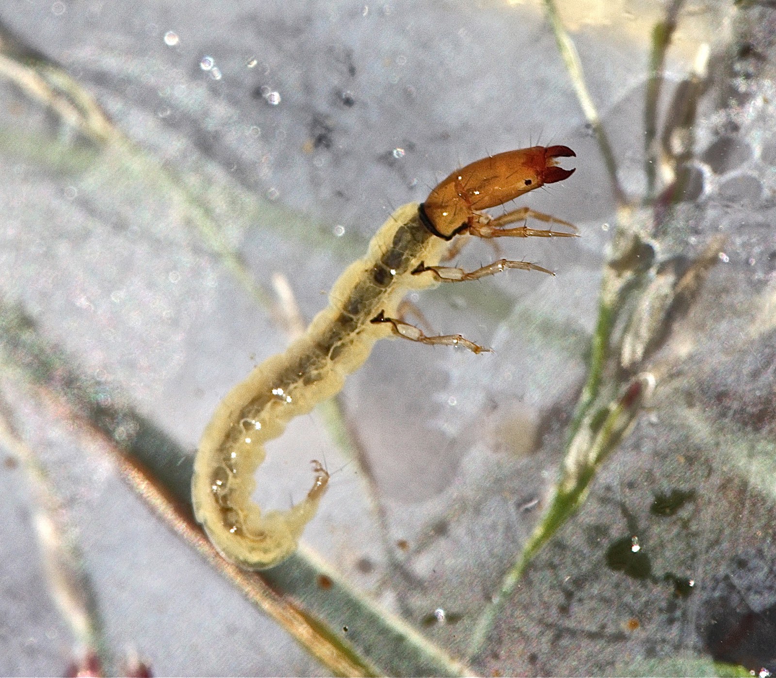 Aquatic Insects of Central Virginia: EPT Species List for Central ...