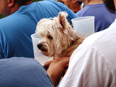 The Chronicles of Cardigan: My Dogs 'Drew' Straws and Jon Farleigh Won ...