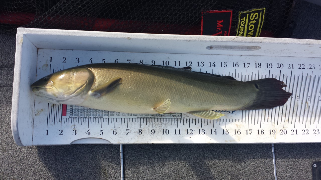 Minnesota Bowfin Club