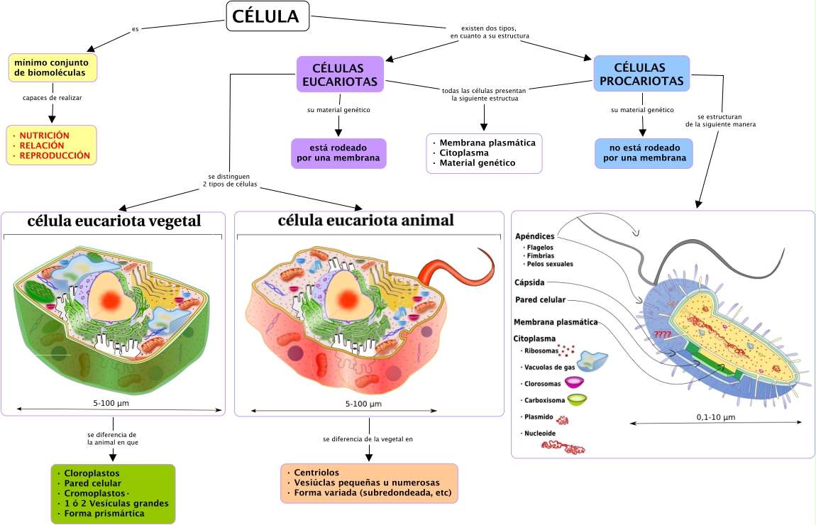 BIOLOGIA: La organización de las células