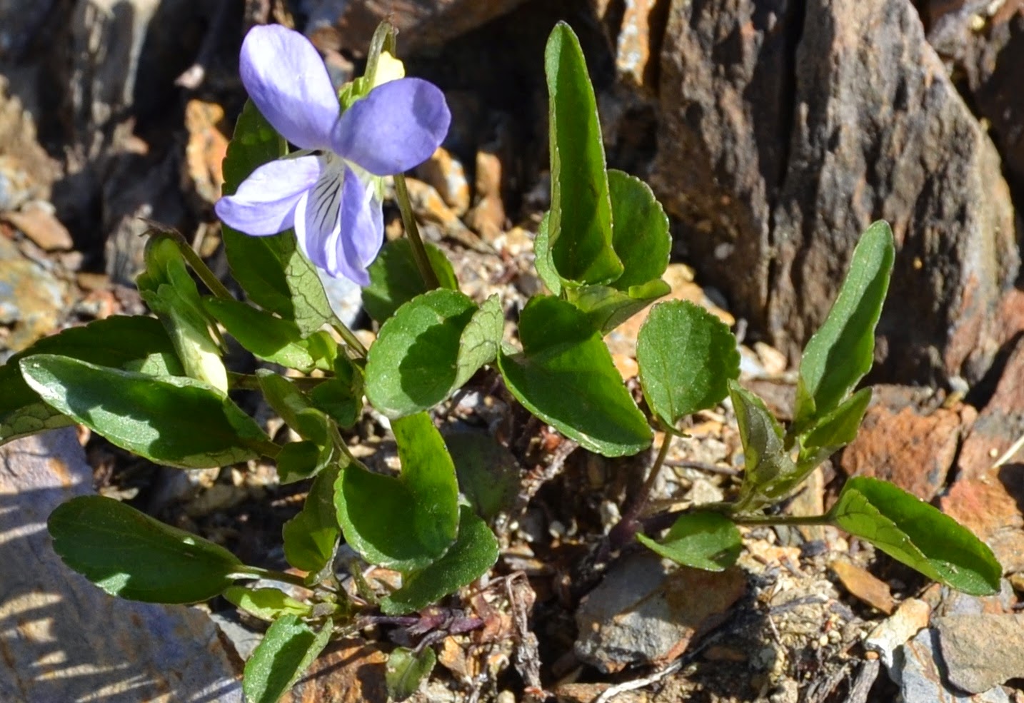 Plantas: Beleza e Diversidade: Violeta-brava (Viola lactea)