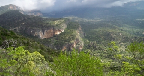 Terror Free Somalia Foundation: Al Shabaab Retreat to the Al Madow ...