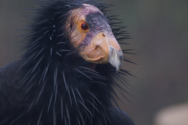 California Condor | The Life of Animals