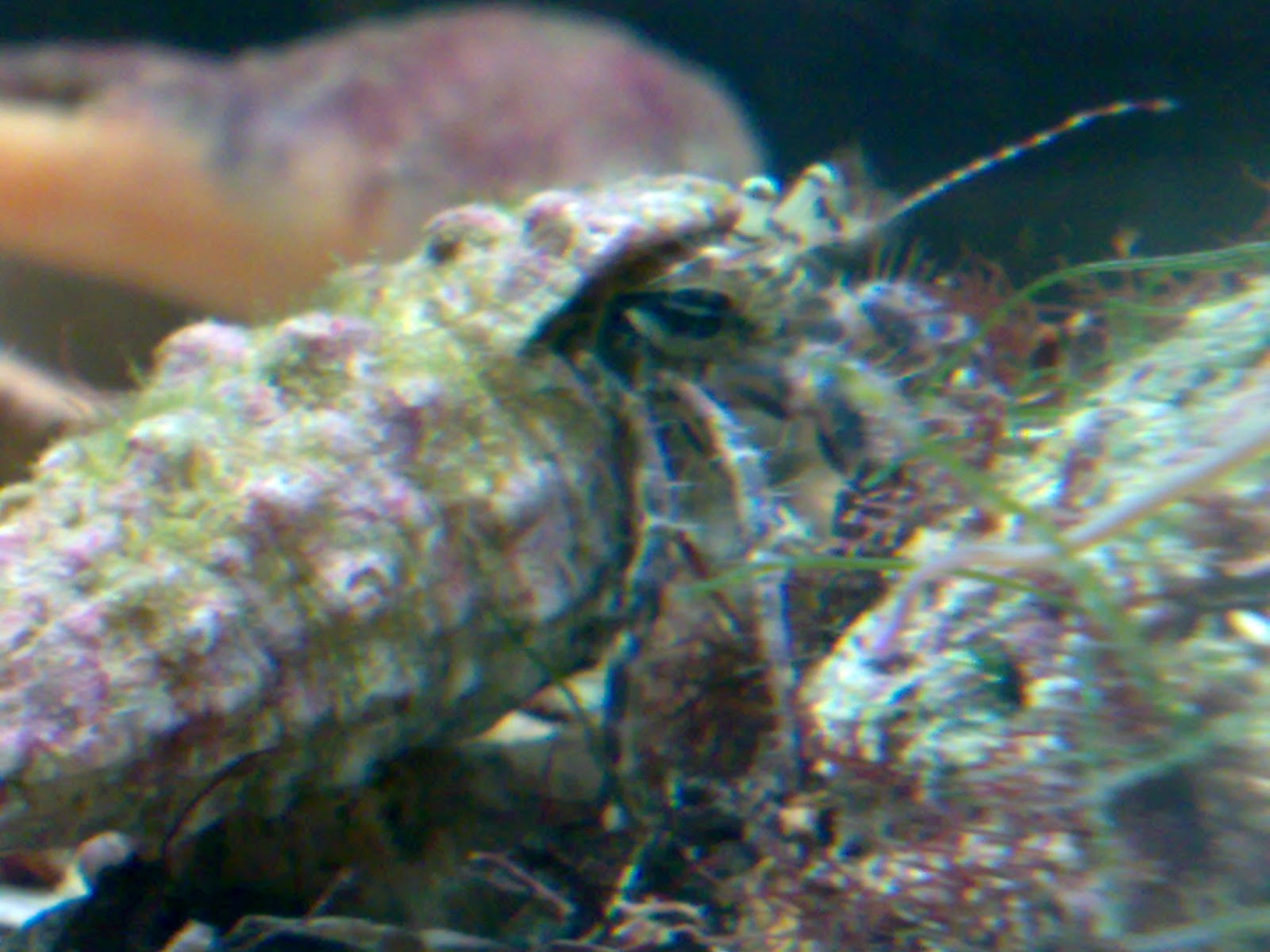 aqua-biotopes: Saltwater Biotope Aquarium