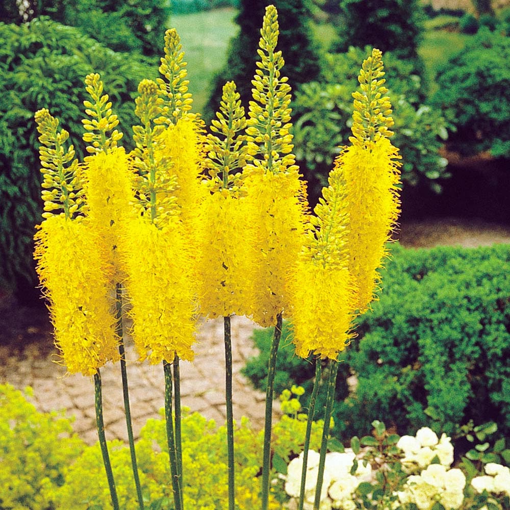 PlantWerkz: Narrow-Leaved Foxtail Lily - Eremurus Stenophyllus